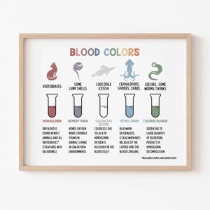 Blood Colors Poster | Classroom | Medical Print | Educational Wall Art ...