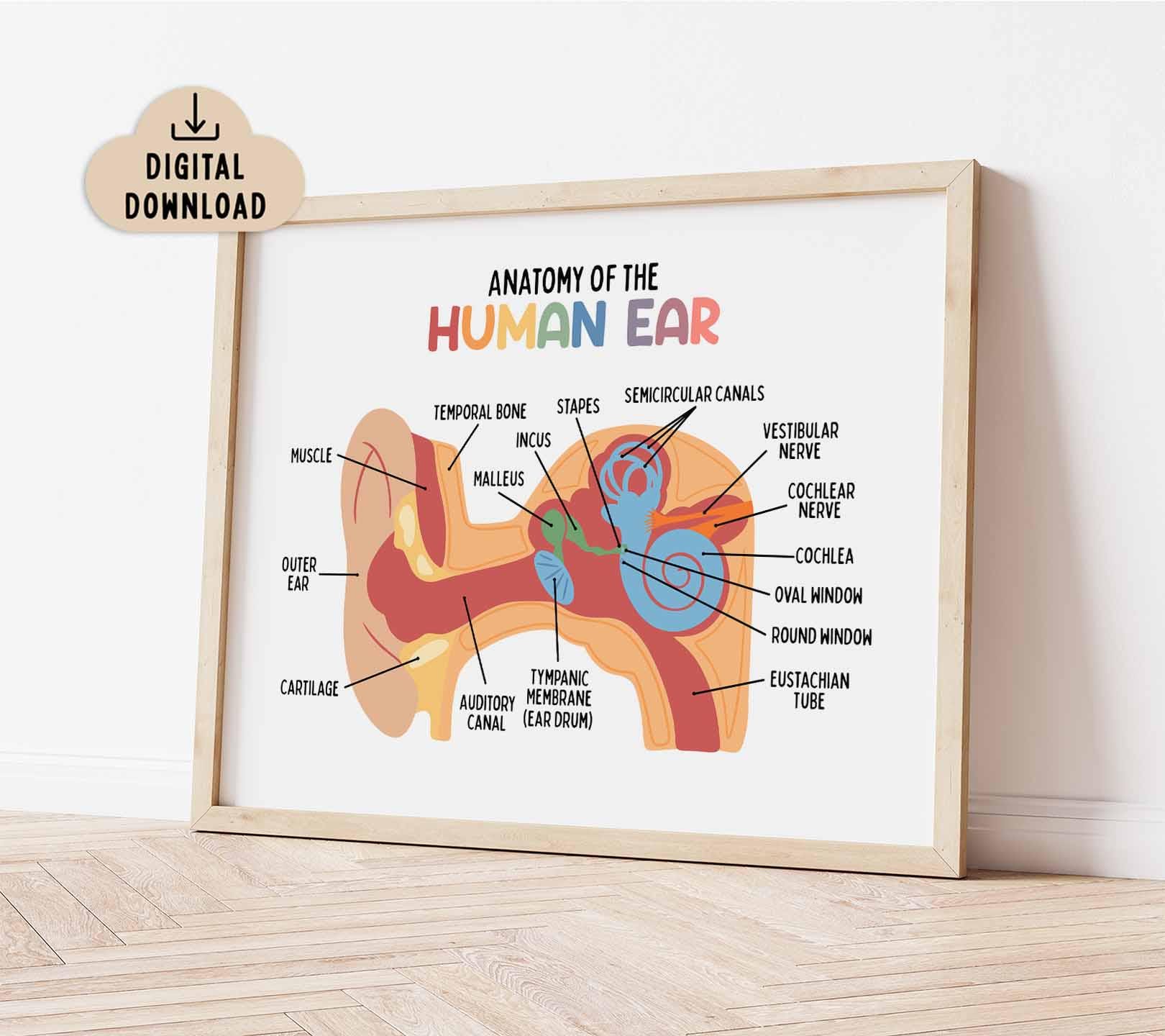 Anatomy of the Human Ear Poster Printable, BRIGHT Colors (digital ...