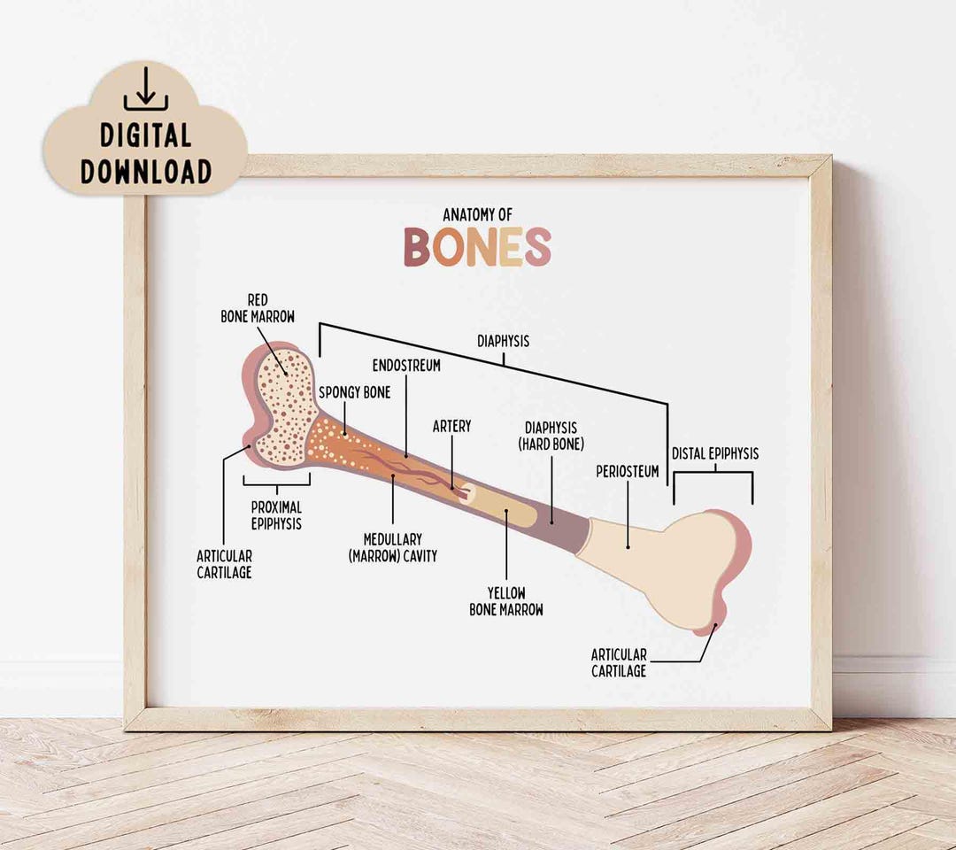 Anatomy of the Bone Diagram Poster (digital Download) Classroom Decor ...