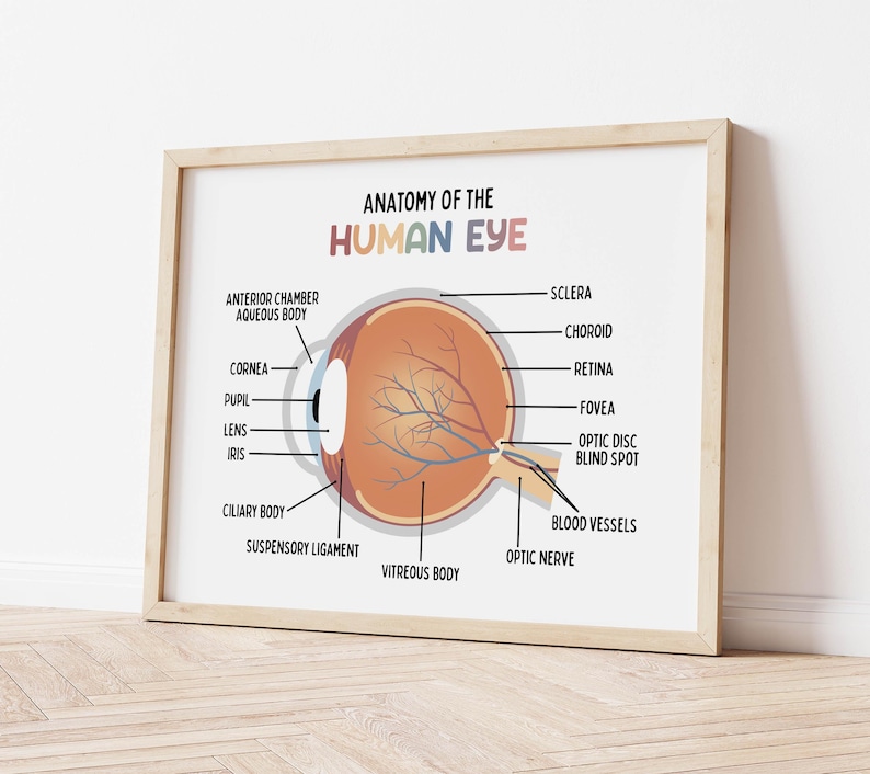 Anatomy of the Human Eye Poster for Kids | Classroom | Medical Print ...