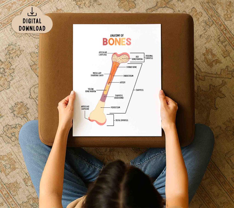 Anatomy of the Bone Poster for Kids, BRIGHT Colors (digital Download ...