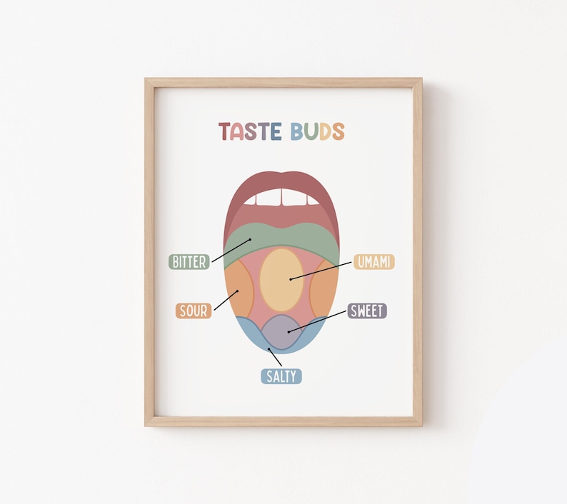 Taste Buds Educational Poster | Homeschool Wall Art | Umami | Science ...