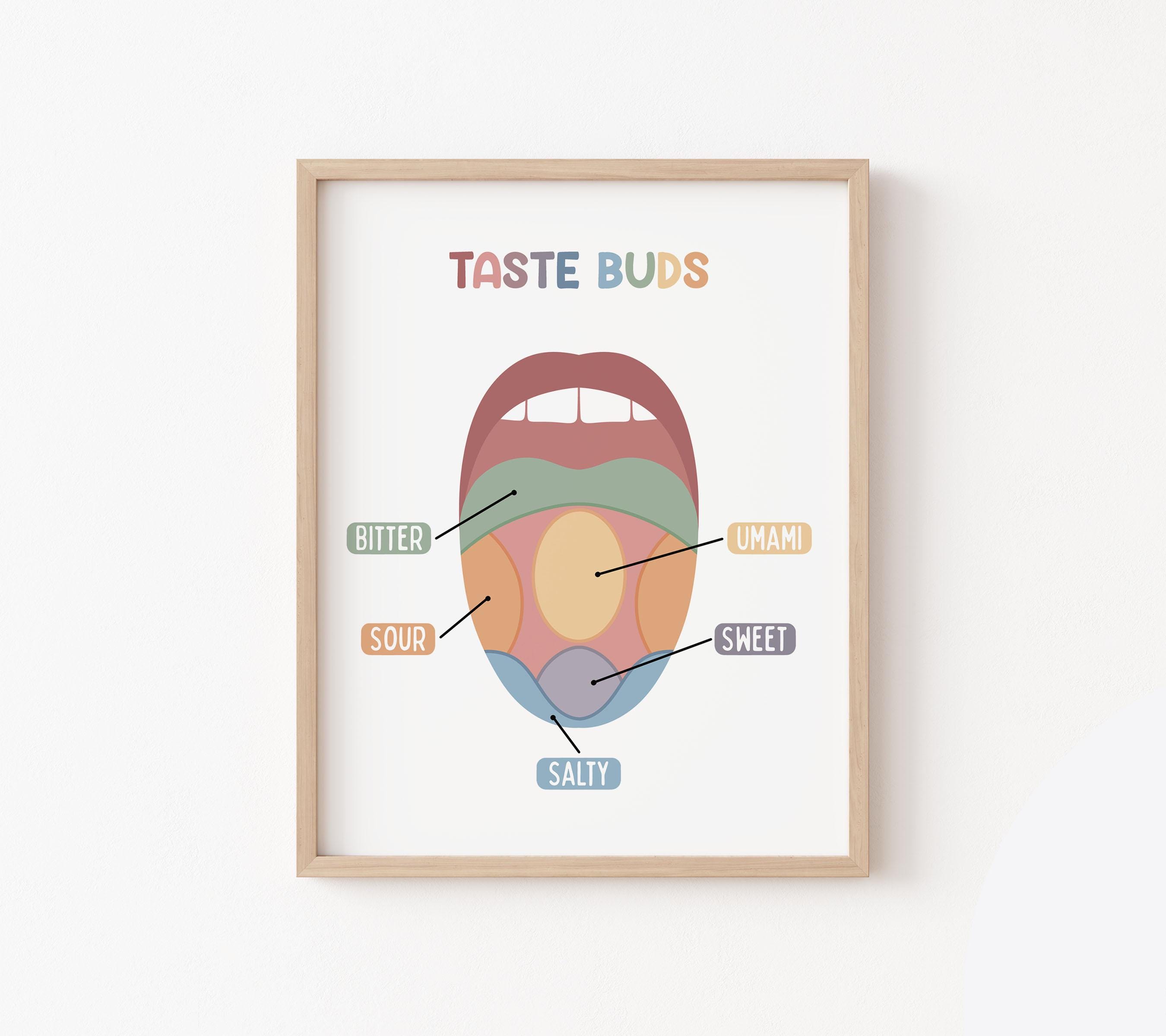 Taste Buds Educational Poster | Homeschool Wall Art | Umami | Science ...