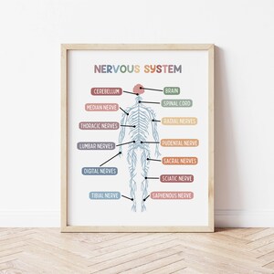 Human Body Set of 4 Educational Posters | Homeschool Wall Art | Medical ...