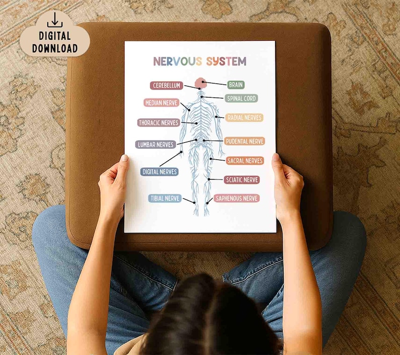 Nervous System Educational Printable Poster (digital Download ...