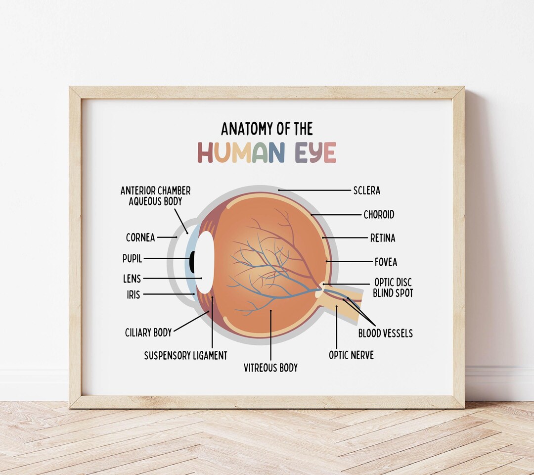 Anatomy of the Human Eye Poster for Kids | Classroom | Medical Print ...
