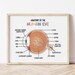 Anatomy of the Human Eye Poster for Kids | Classroom | Medical Print ...