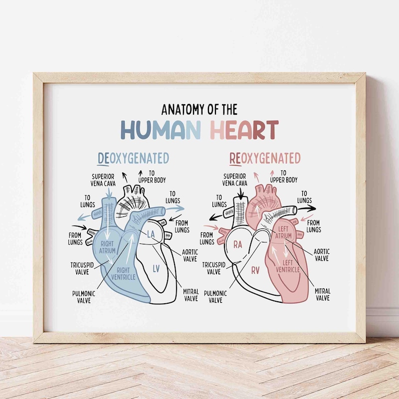 Anatomy Posters Classroom - Etsy UK