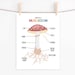 Parts of a Mushroom Poster for Kids (digital Download) Classroom Botany ...