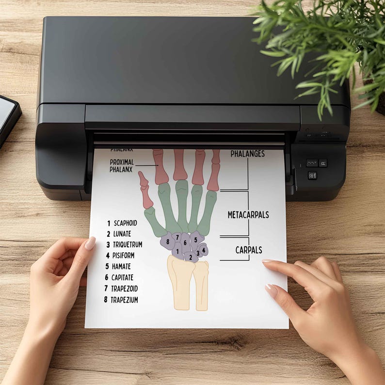 Hand Bones, Anatomy of the Hand Poster for Kids (digital Download) - Etsy