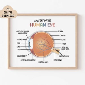 Anatomy of the Human Eye Poster for Kids (digital Download) Classroom ...