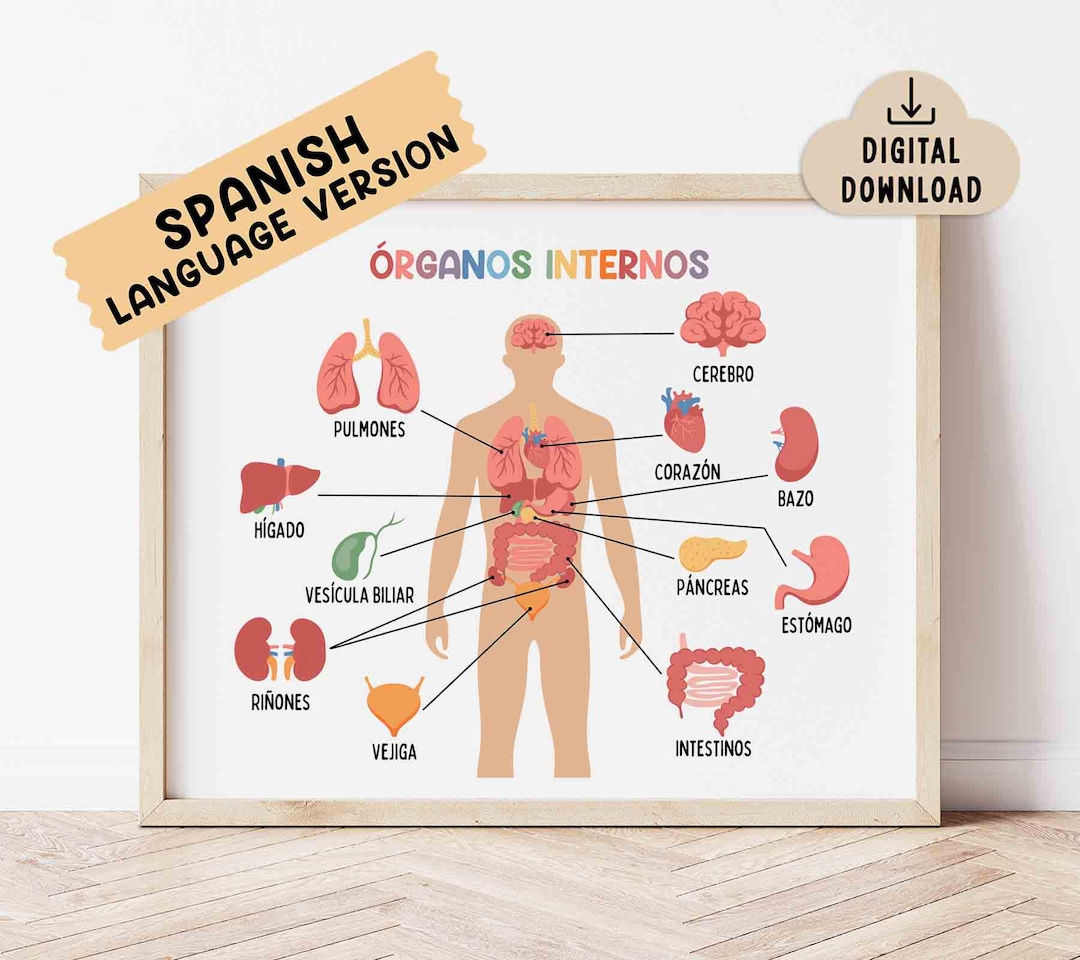 Internal Organs Educational Printable Poster for Kids, Spanish Language ...