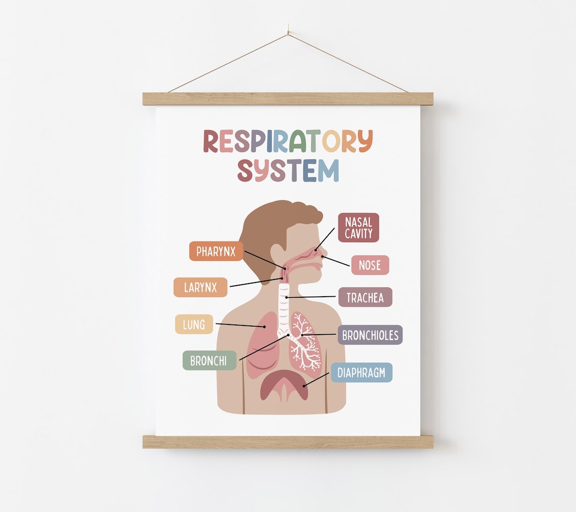 Respiratory System Educational Poster | Classroom | Medical Print ...