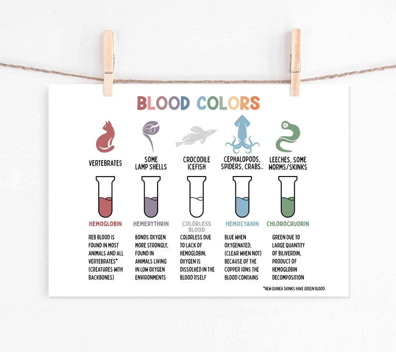 Blood Colors Poster | Classroom | Medical Print | Educational Wall Art ...