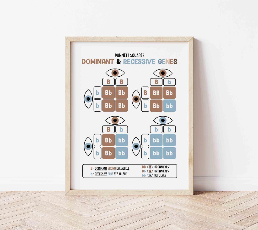 Punnett Square, Eye Color Genetics Illustration Poster for Kids ...