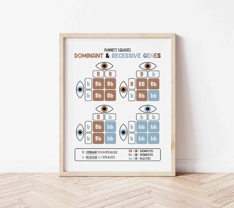 Punnett Square, Eye Color Genetics Illustration Poster for Kids ...