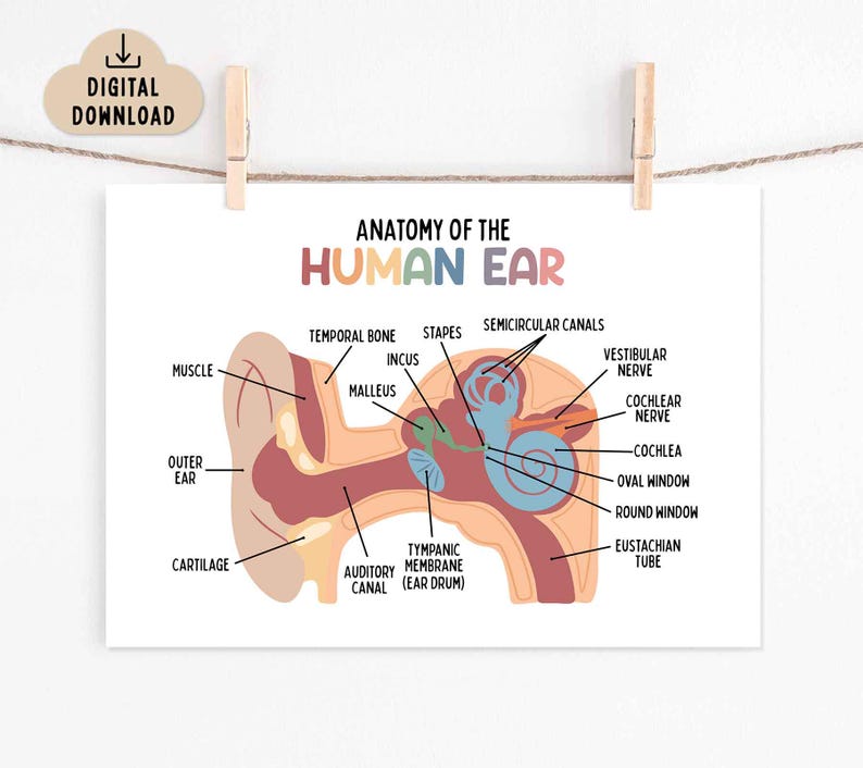 Anatomy of the Human Ear Poster Printable (digital Download ...