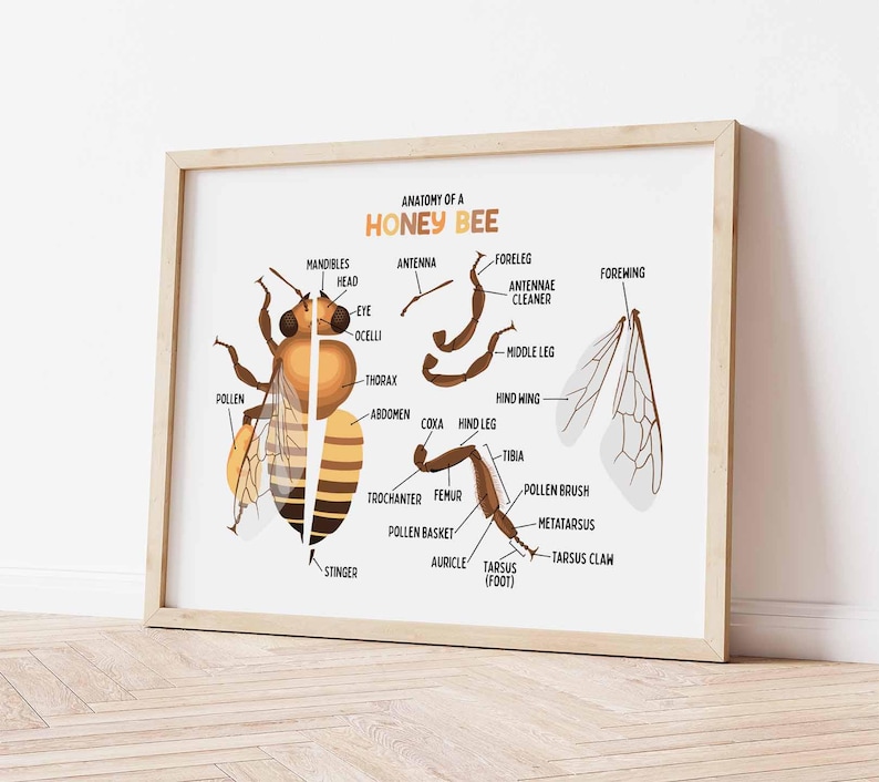 Honey Bee Anatomy BRIGHT (digital Download), Classroom Printable ...