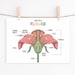 Parts of a Flower Poster | Classroom | Botany Print | Educational Wall ...