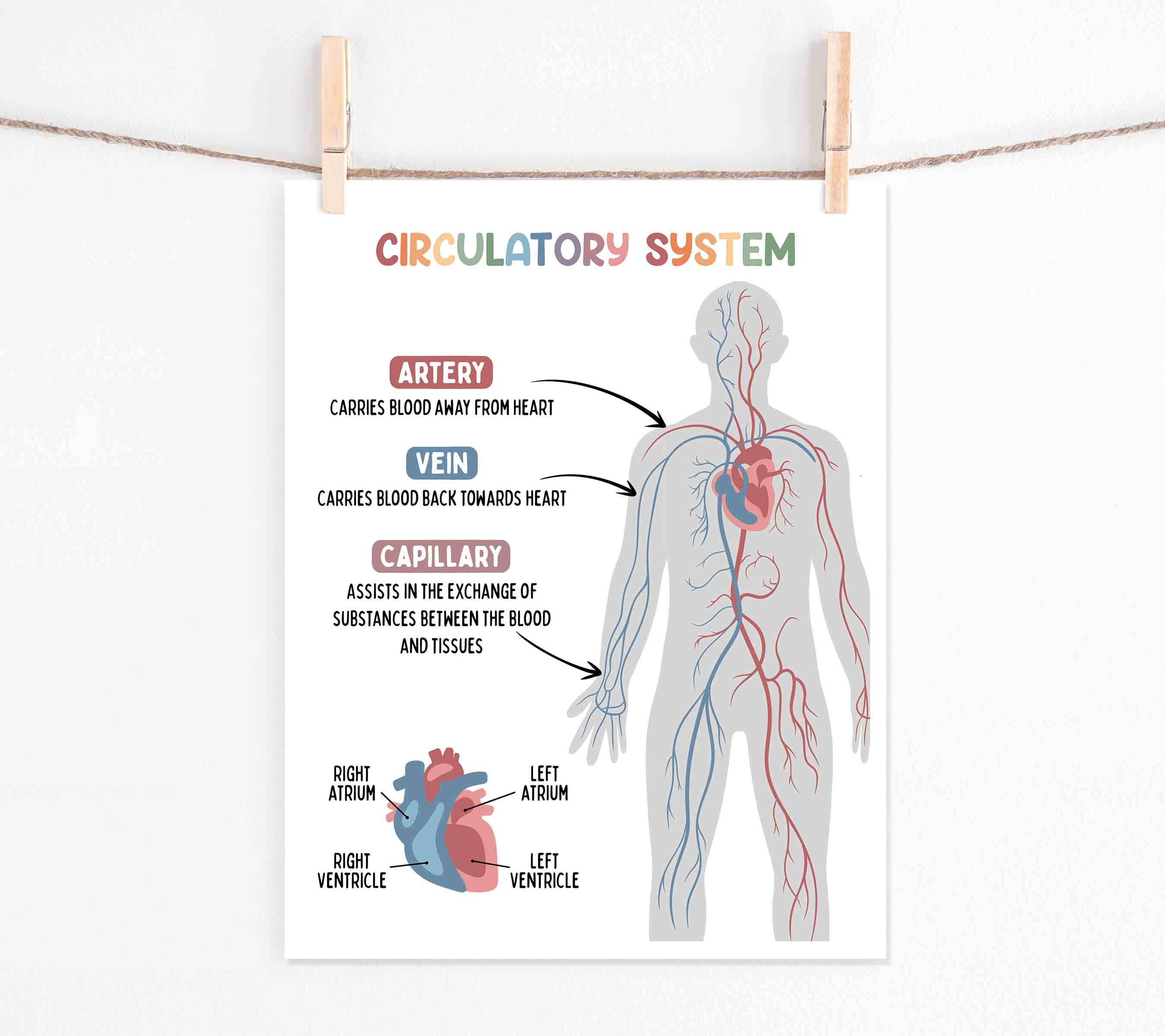 Circulatory System Printable Poster for Kids (digital Download) Science ...