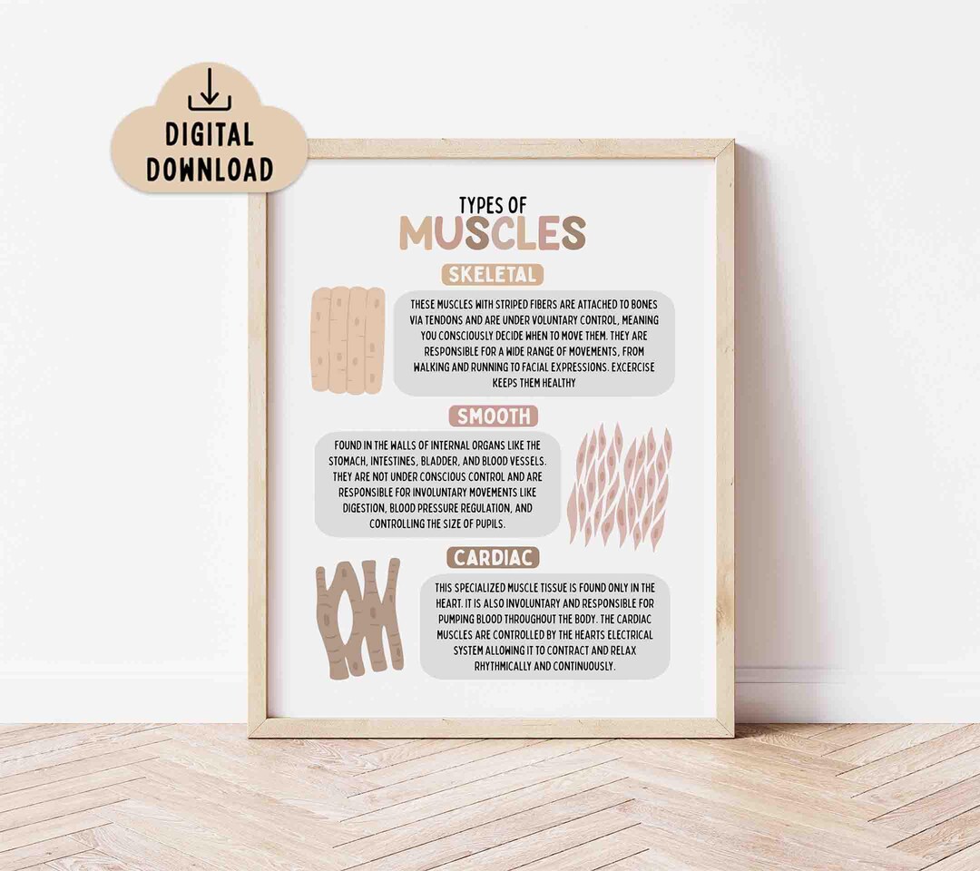Types of Muscles Educational Poster for Kids, BOHO Colors (digital ...