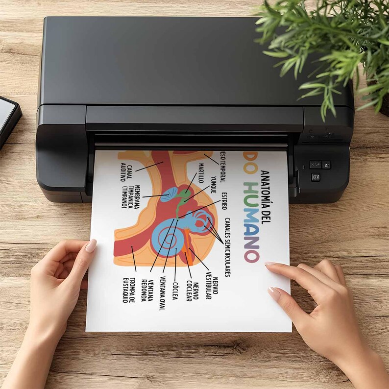 Anatomy of the Human Ear Oido Humano Poster Printable, BRIGHT (digital ...