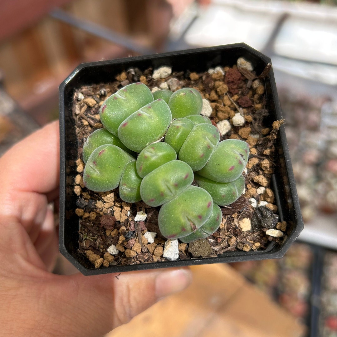 Rare Succulent | Conophytum Bilobum - Etsy
