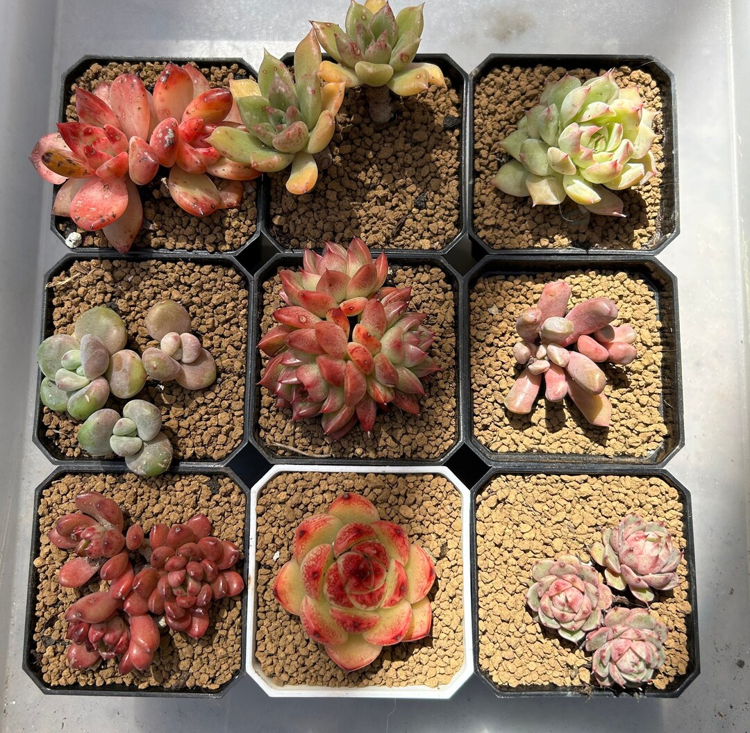 Rare Succulent | Succulents Super Box | 9 Kinds of Succulents - Etsy