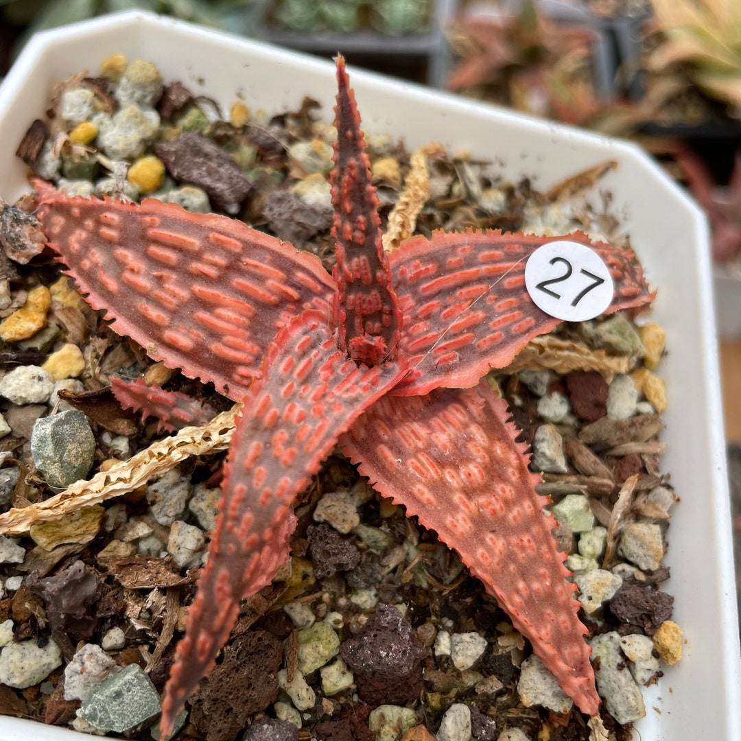 Aloe Seedling | Imported Aloe | TCT Aloe - Etsy