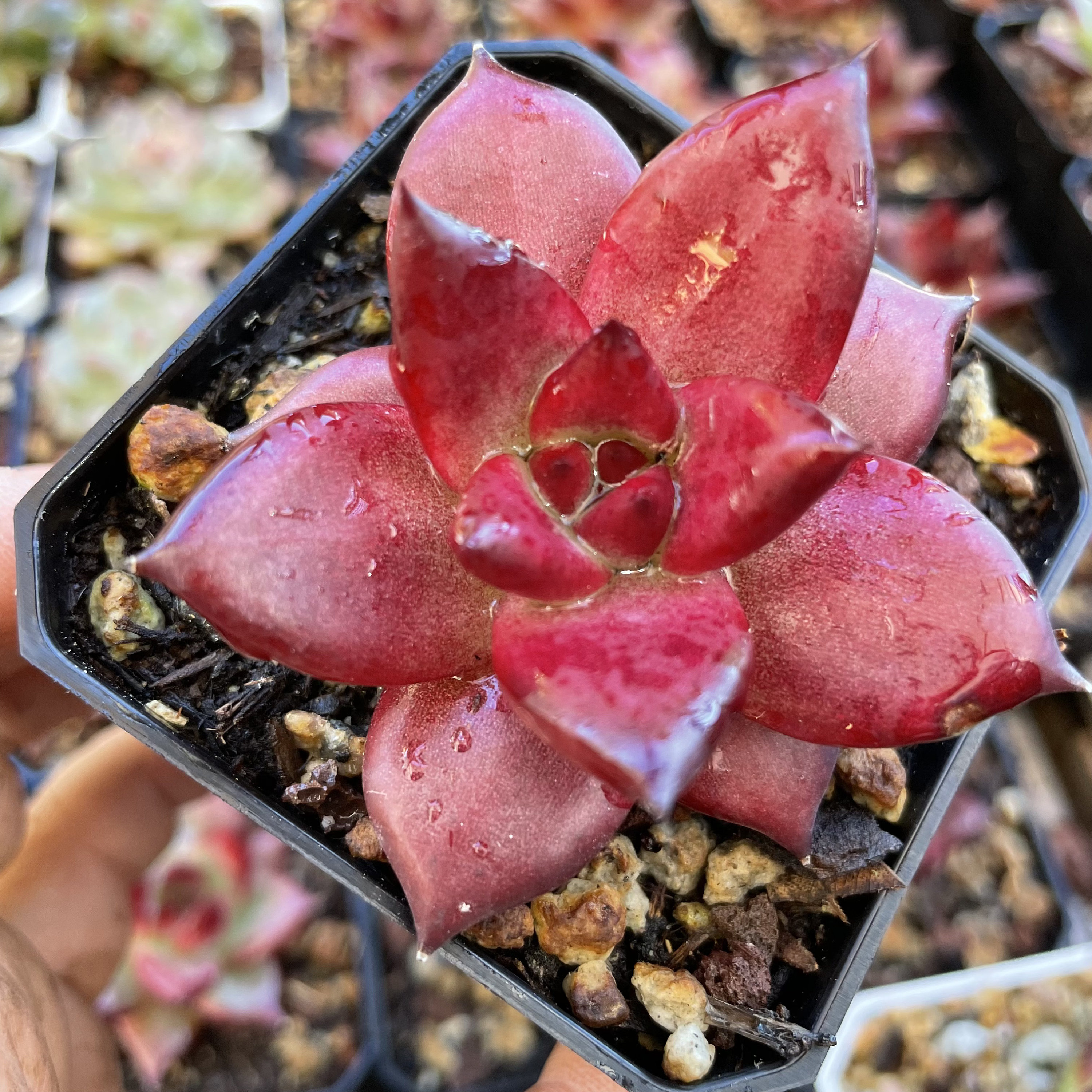 Echeveria Agavoides Romeo
