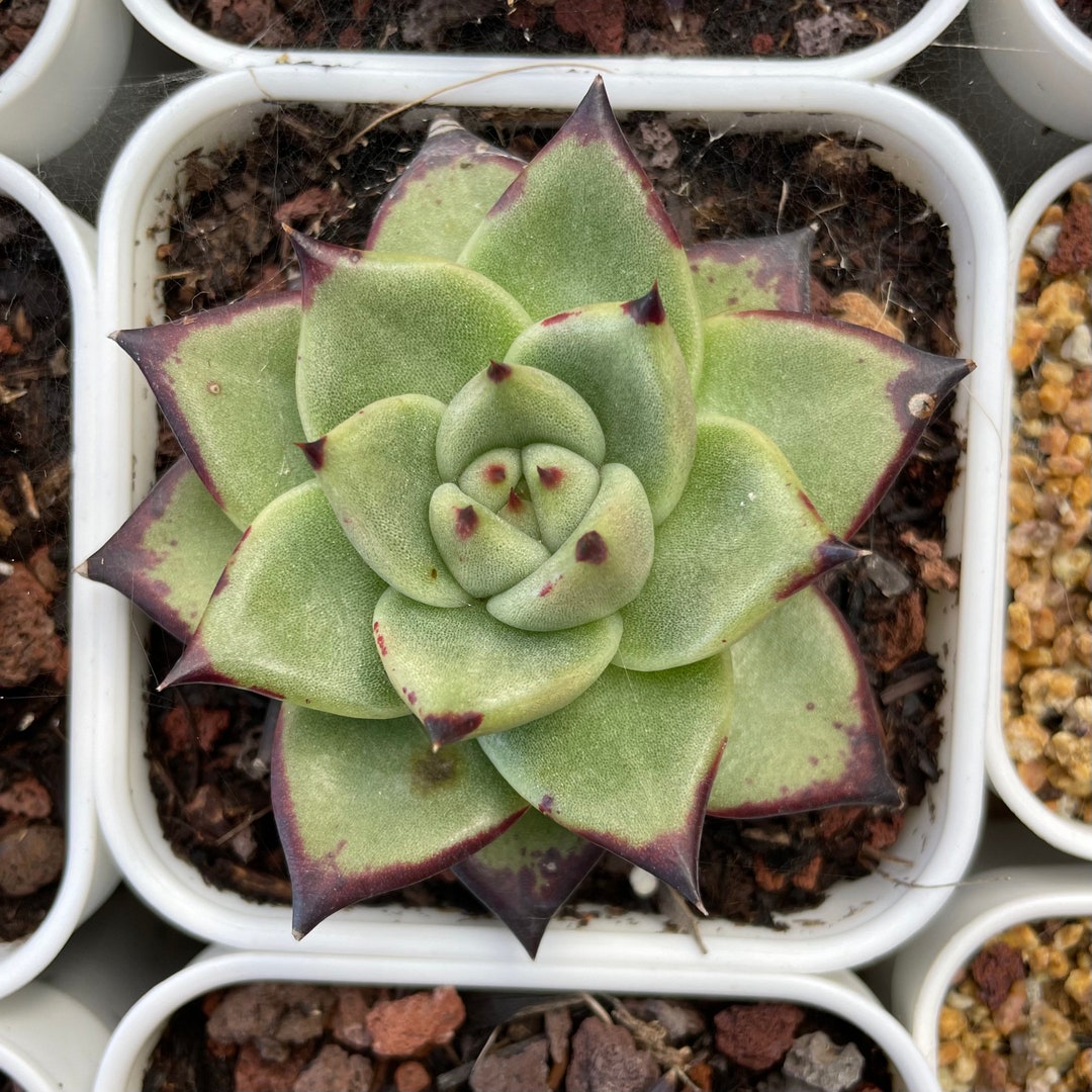 Echeveria Ebony, Rare Imported From Korea - Etsy