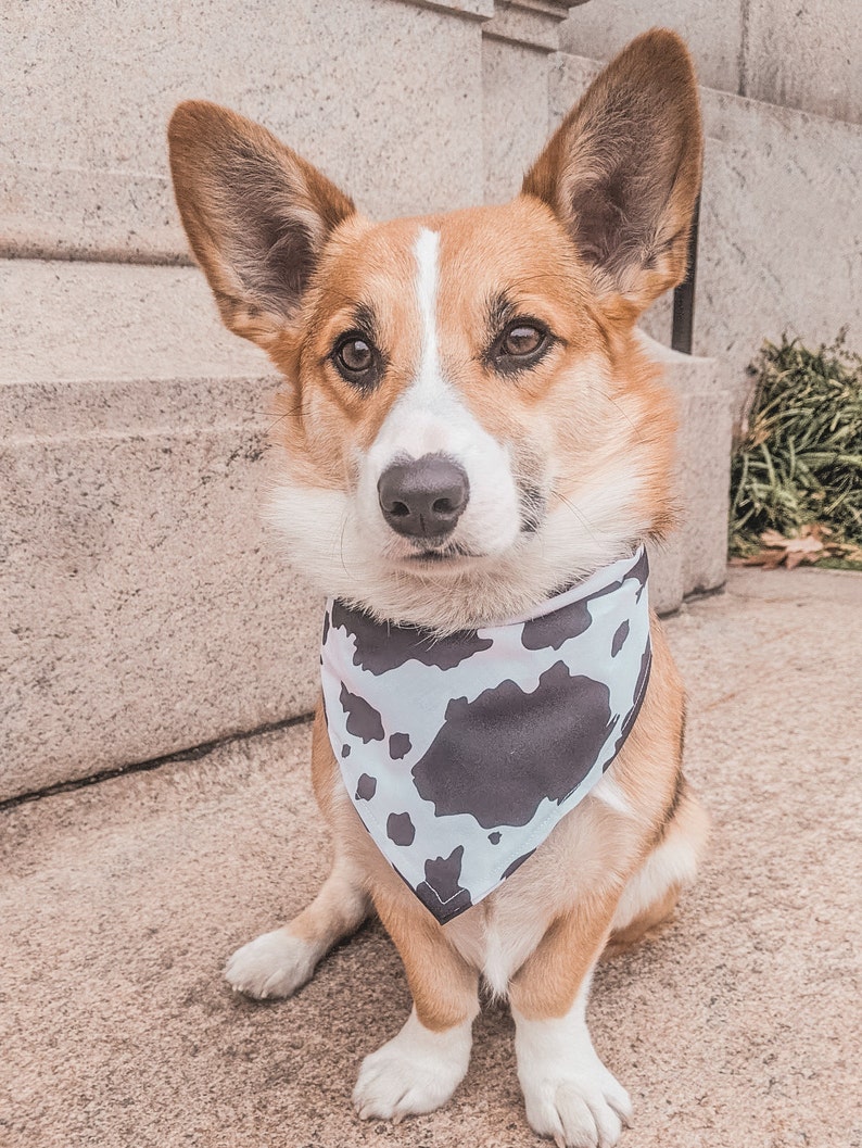 Fa-moos/ Cow Print Dog Bandana | Etsy