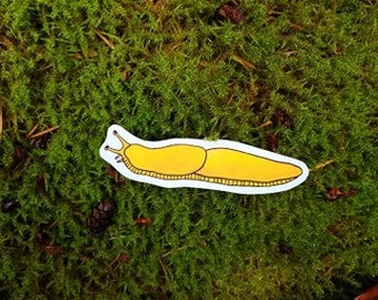 Banana Slug Sticker - Etsy