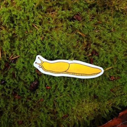 UCSC Stickers Banana Slug Stickers Oakes College Porter - Etsy