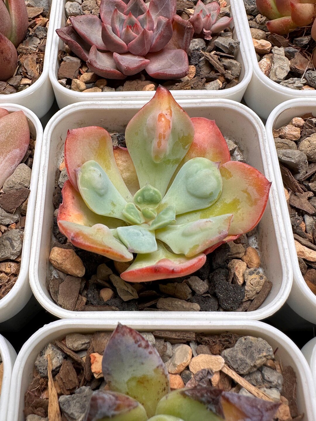 Echeveria odd Eye Mam and Sister Hybrid - Etsy