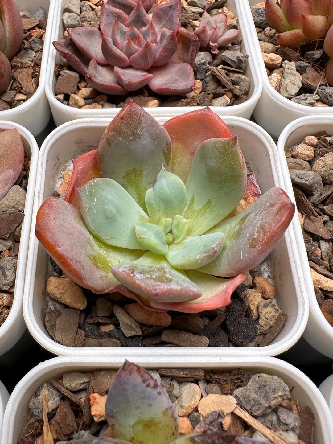 Echeveria odd Eye Mam and Sister Hybrid - Etsy