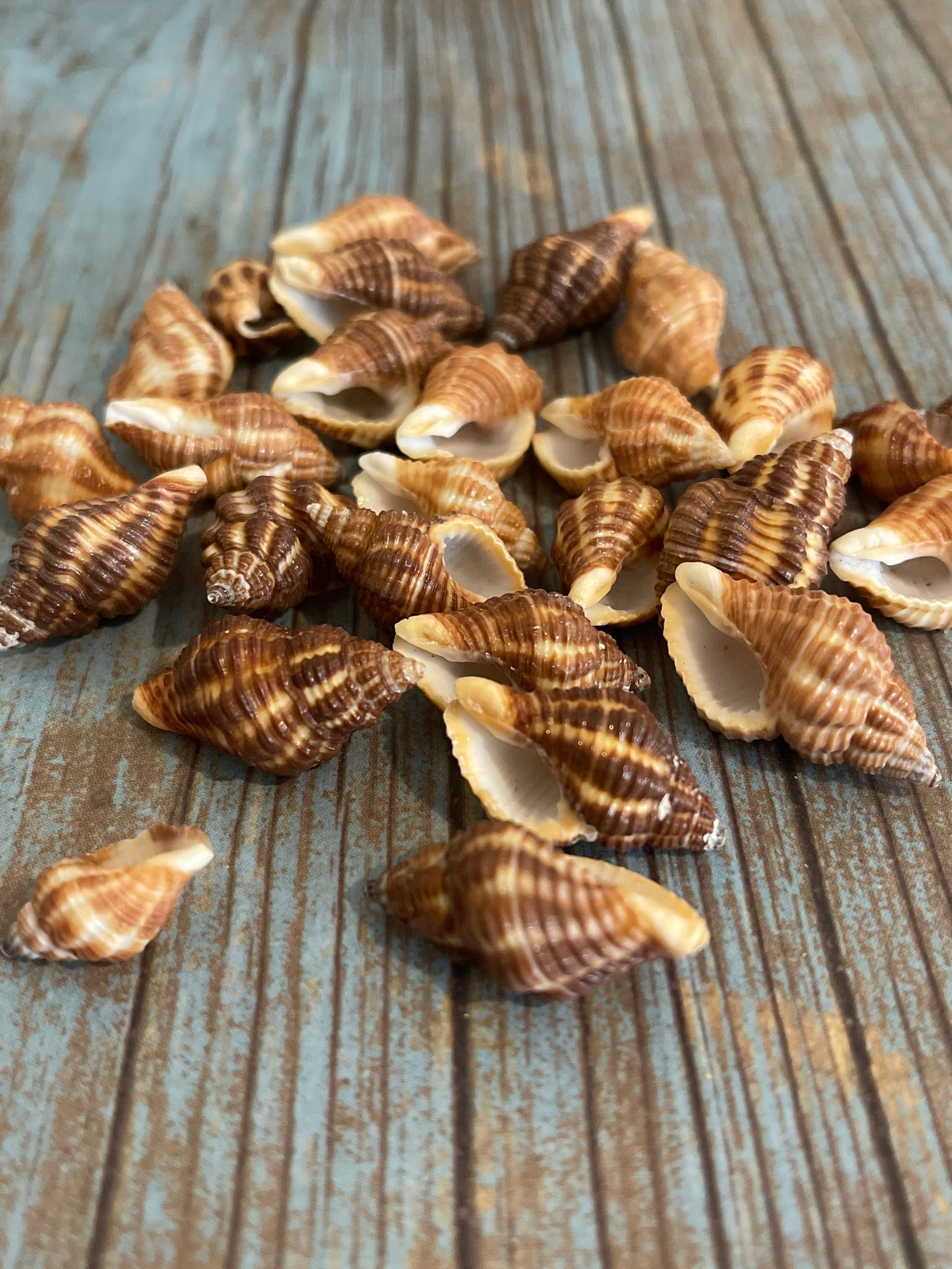 Brown nassarius seashells 0.751 10 shells Seashells | Etsy
