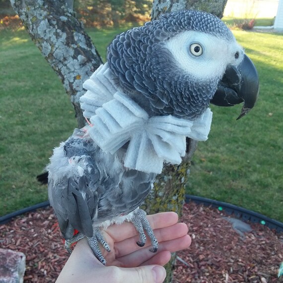 Blue African Grey
