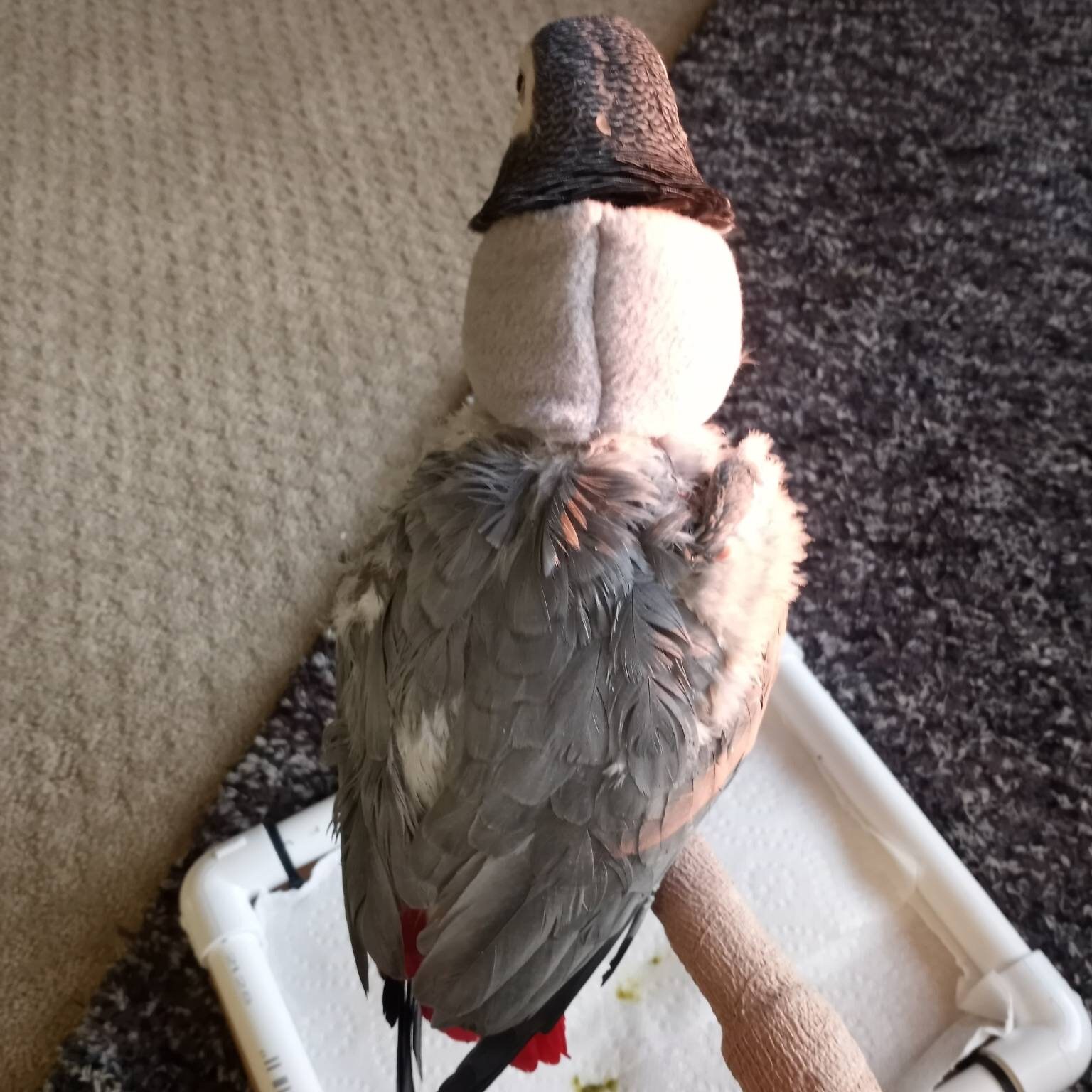 Soft Bird Snuggy Neck Collar for African Grey Parrots | Etsy