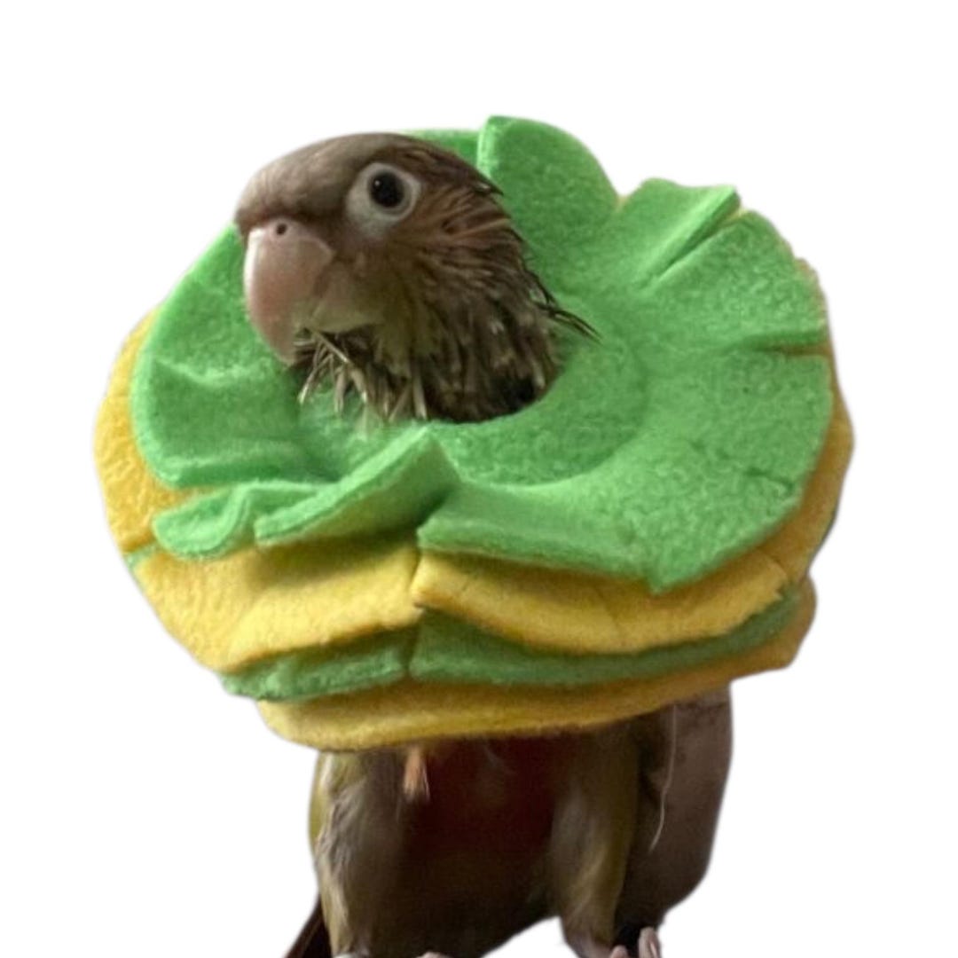 Soft Bird Collar for Green Cheek Conure, Cockatiels, and Pigeons - Etsy