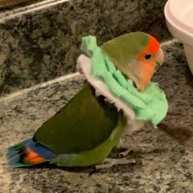 Soft Bird Collar for Lovebirds Budgies and Parakeets - Etsy