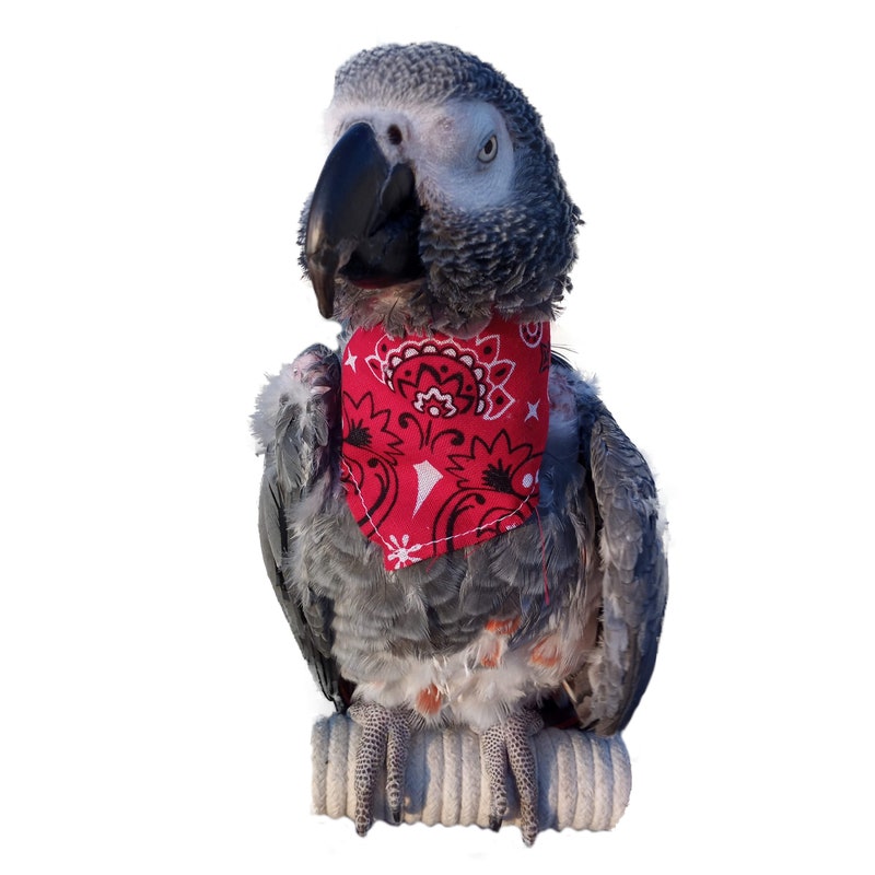 African Pet Bandana - Etsy