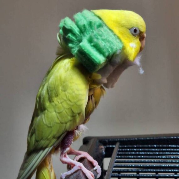Soft Bird Neck Collar for Lovebirds Budgies and Parakeets - Etsy