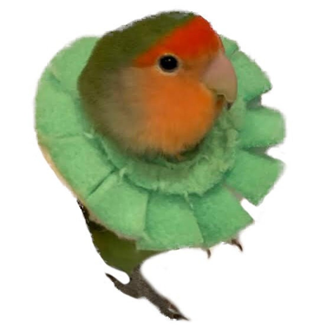 Soft Bird Collar for Lovebirds, Budgies, and Parakeets - Etsy