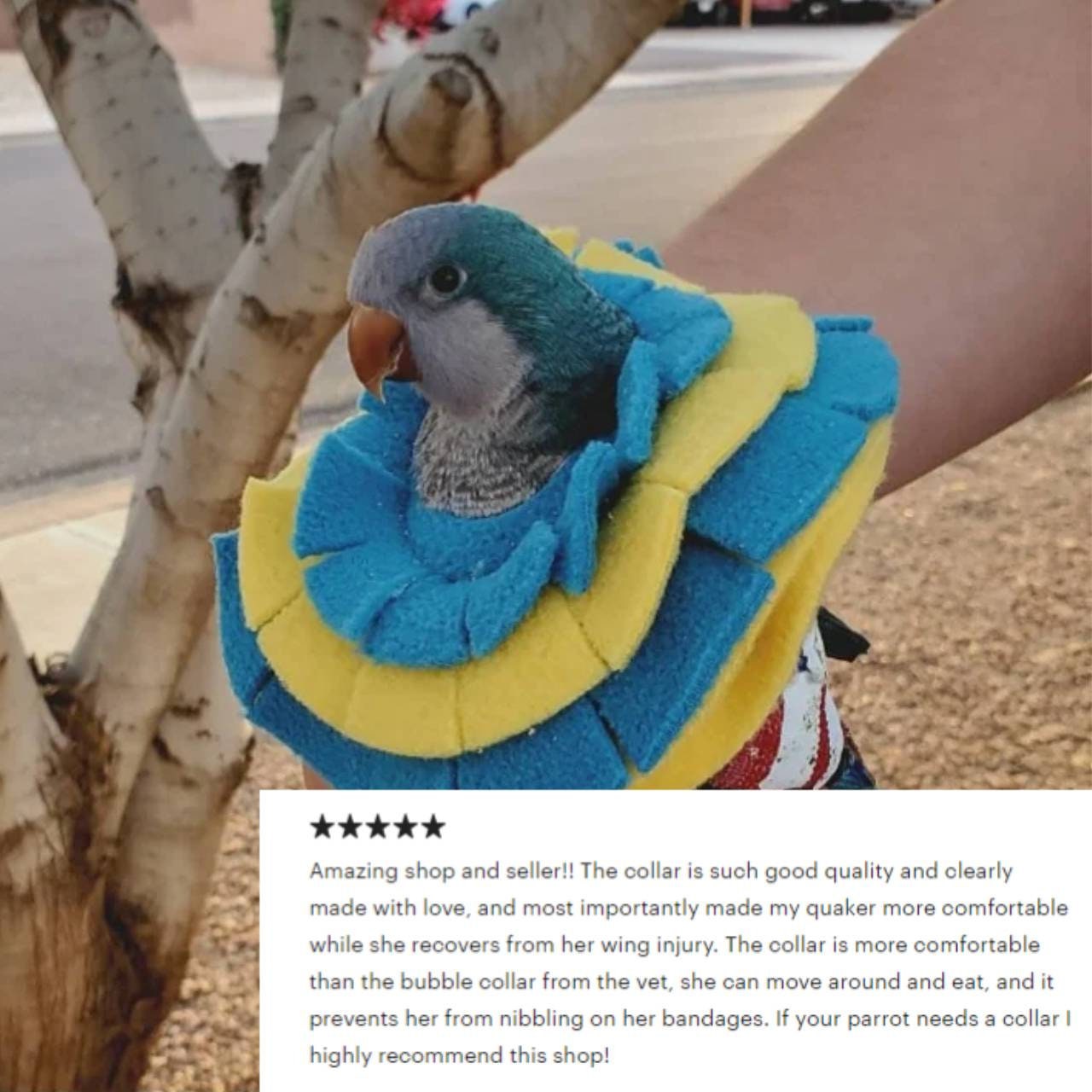 Soft Bird Collar for Sun Conure and Quaker Parrot - Etsy UK