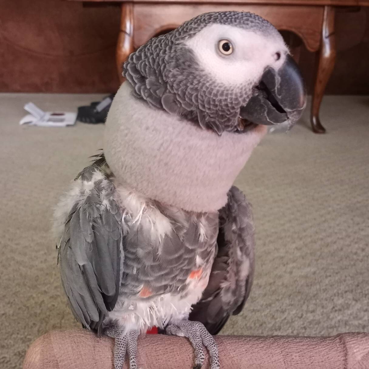 Soft Bird Snuggy Neck Collar for African Grey Parrots - Etsy