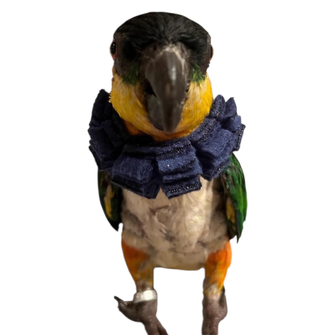 Soft Bird Fringe Neck Collar for Sun Conures and Quaker Parrots - Etsy