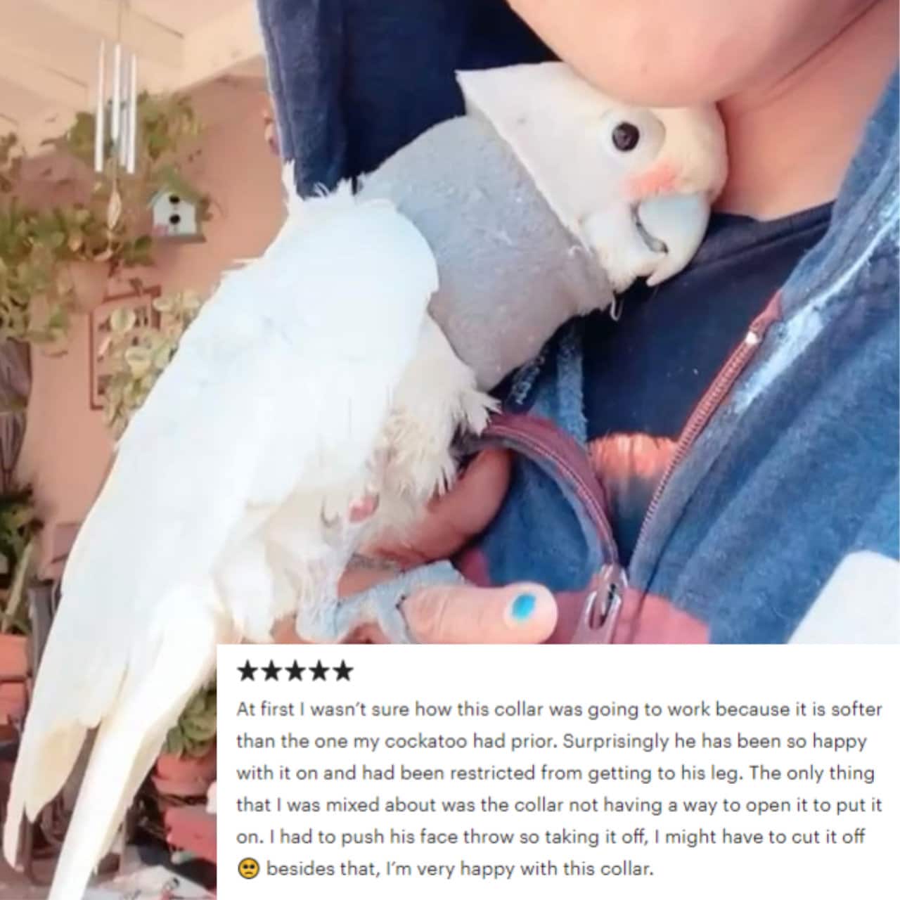 Soft Bird Snuggy Neck Collar for African Grey Parrots - Etsy
