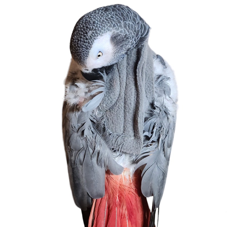 Vest E-collar Jacket for African Grey Parrots That Pluck & Pick ...