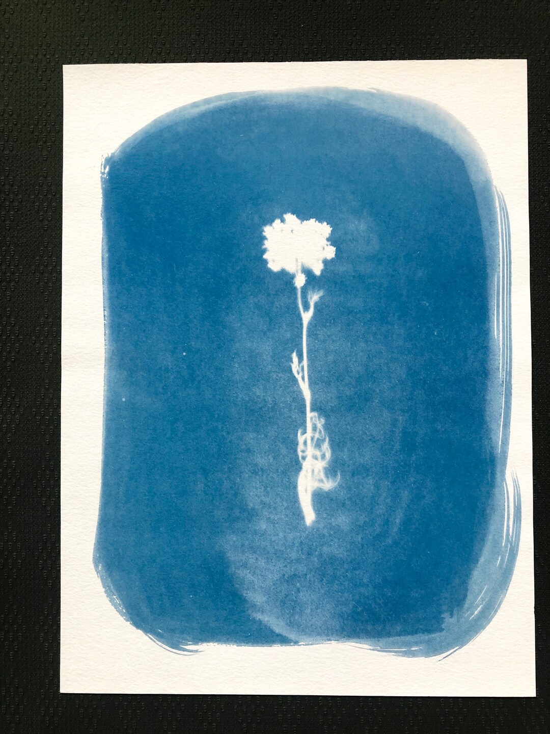 Cyanotype Single Queen Anne’s Lace - Etsy